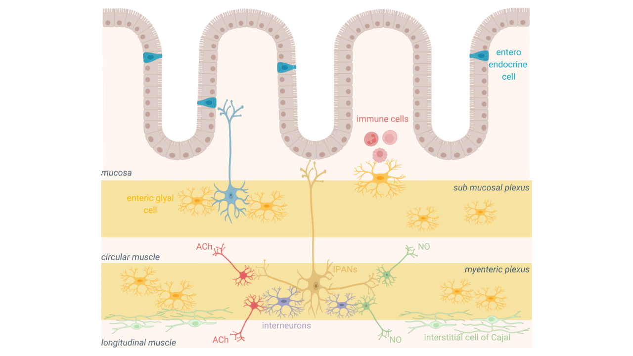Enteric nervous system: gut-brain communication&metabolic health