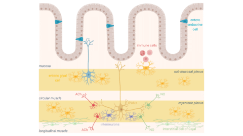 Enteric nervous system: gut-brain communication&metabolic health