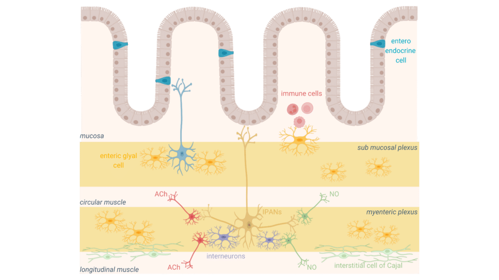 Enteric nervous system: gut-brain communication&metabolic health