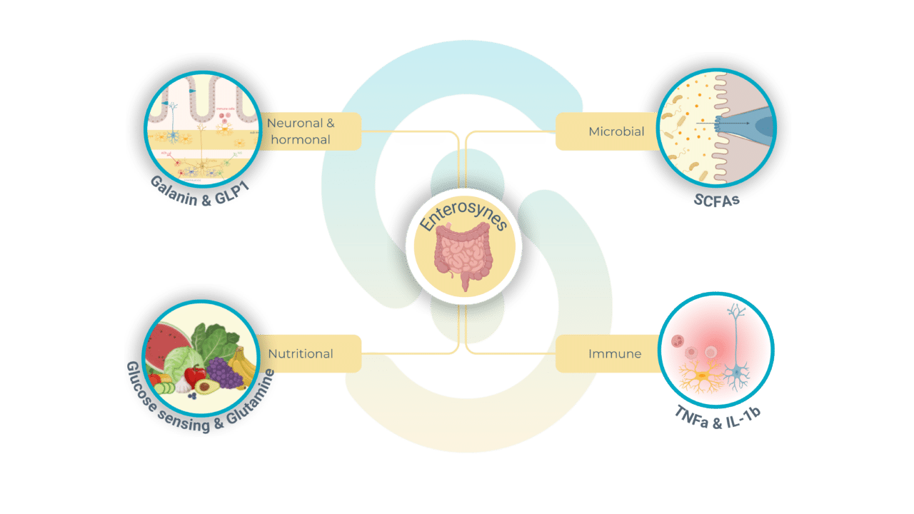 Enteric nervous system: gut-brain communication&metabolic health