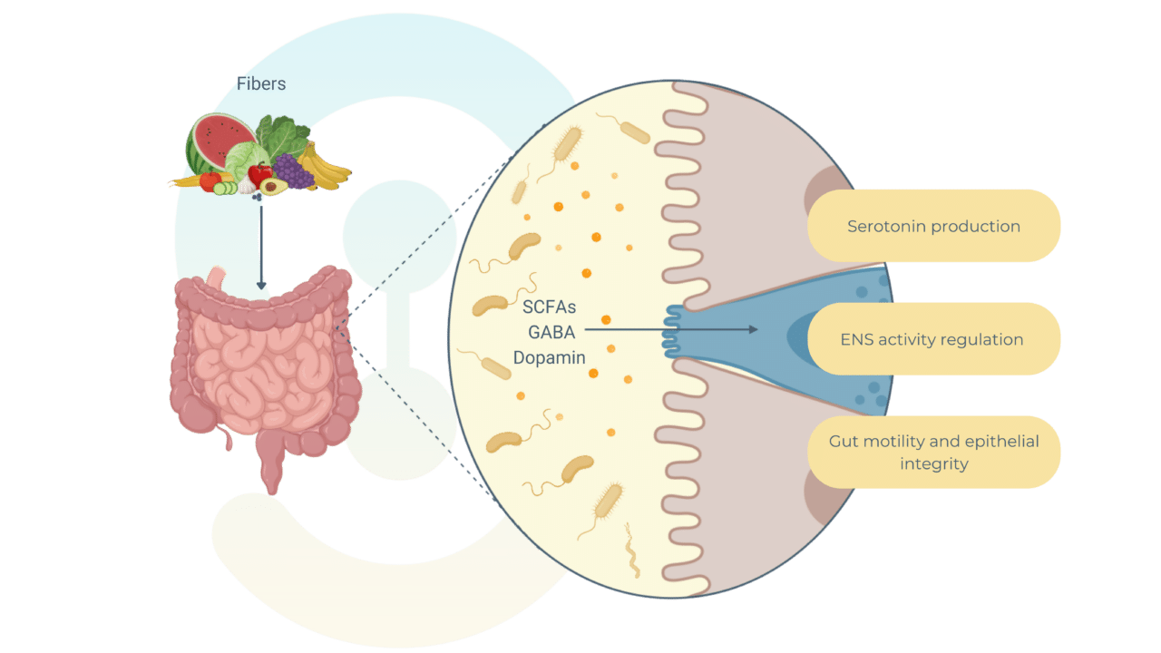 Enteric nervous system: gut-brain communication&metabolic health