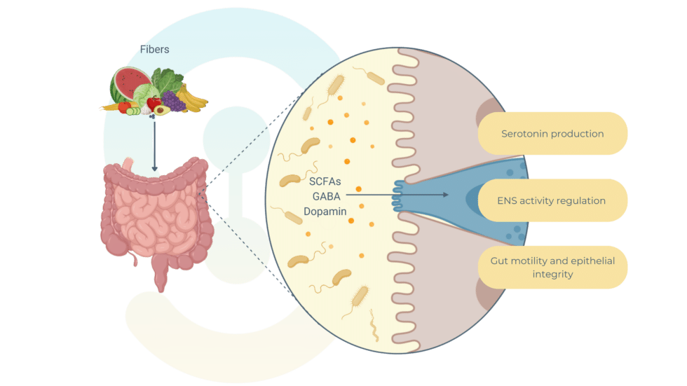 Enteric nervous system: gut-brain communication&metabolic health