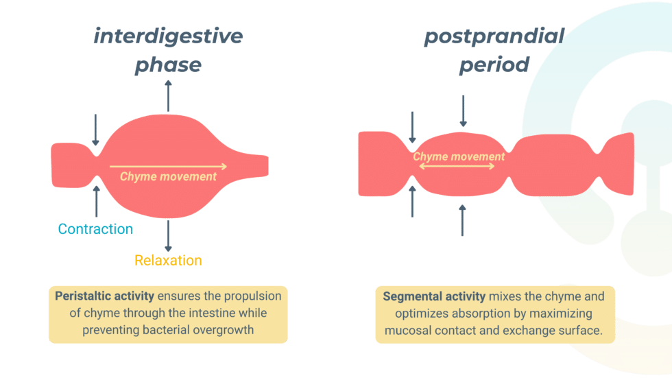 Gut motility: the hidden role of the enteric nervous system